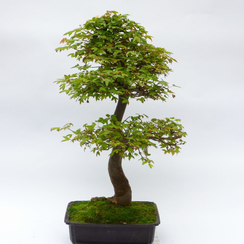 Bonsai Archive - Bonsai Connection