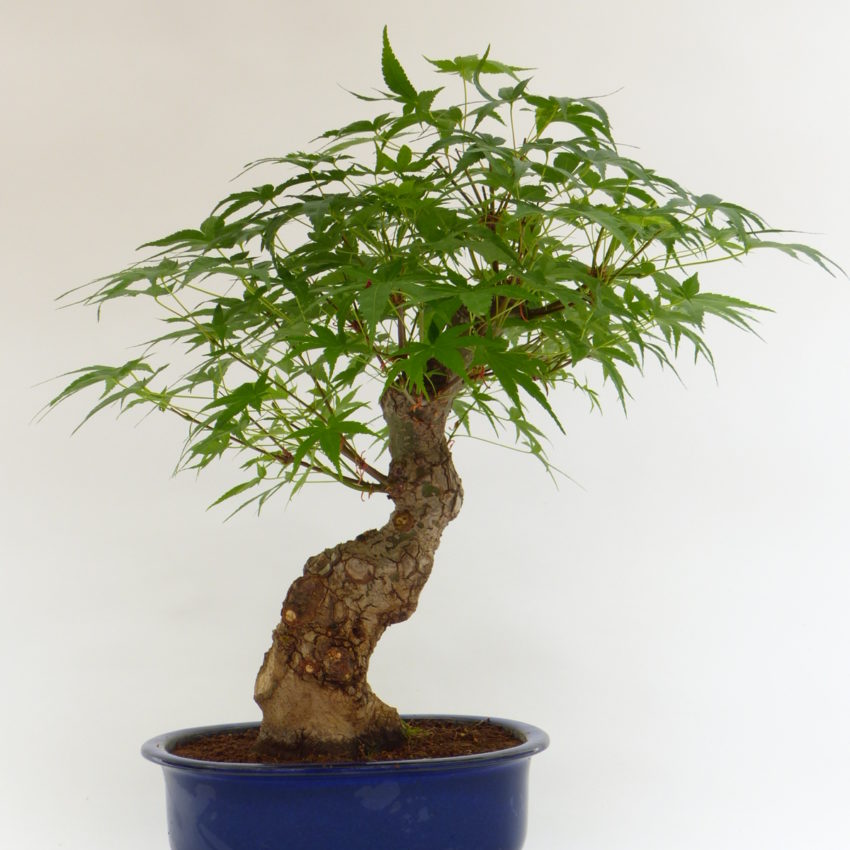 Bonsai Archive - Bonsai Connection